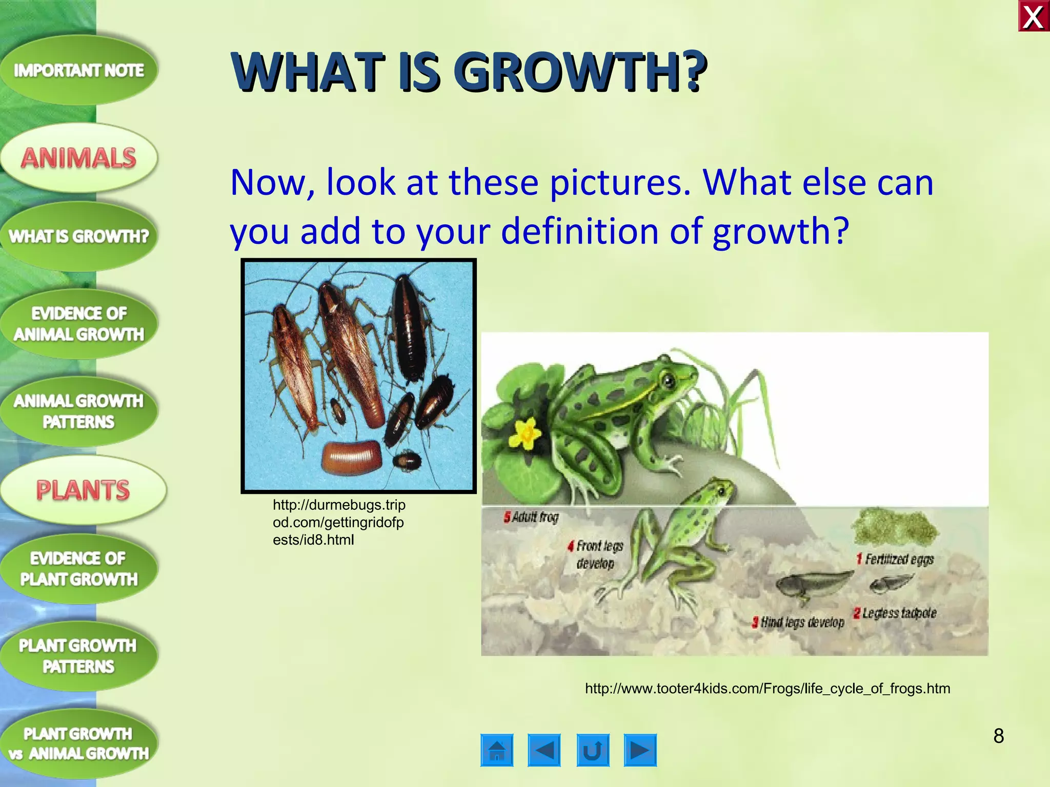 Biology M4 Growth in plants and animals | PPT