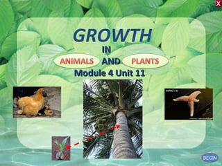 Biology M4 Growth in plants and animals | PPT