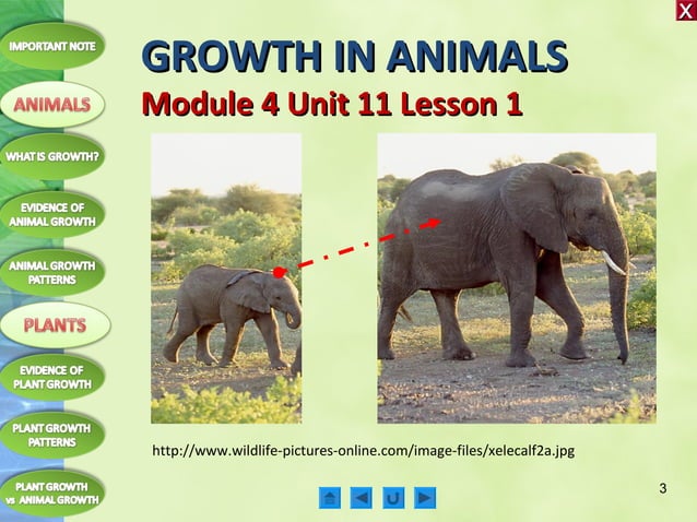 Biology M4 Growth in plants and animals | PPT