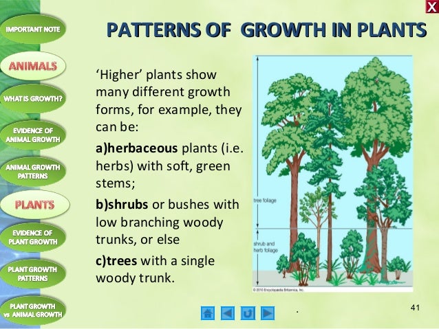 Comparision Growth Plants