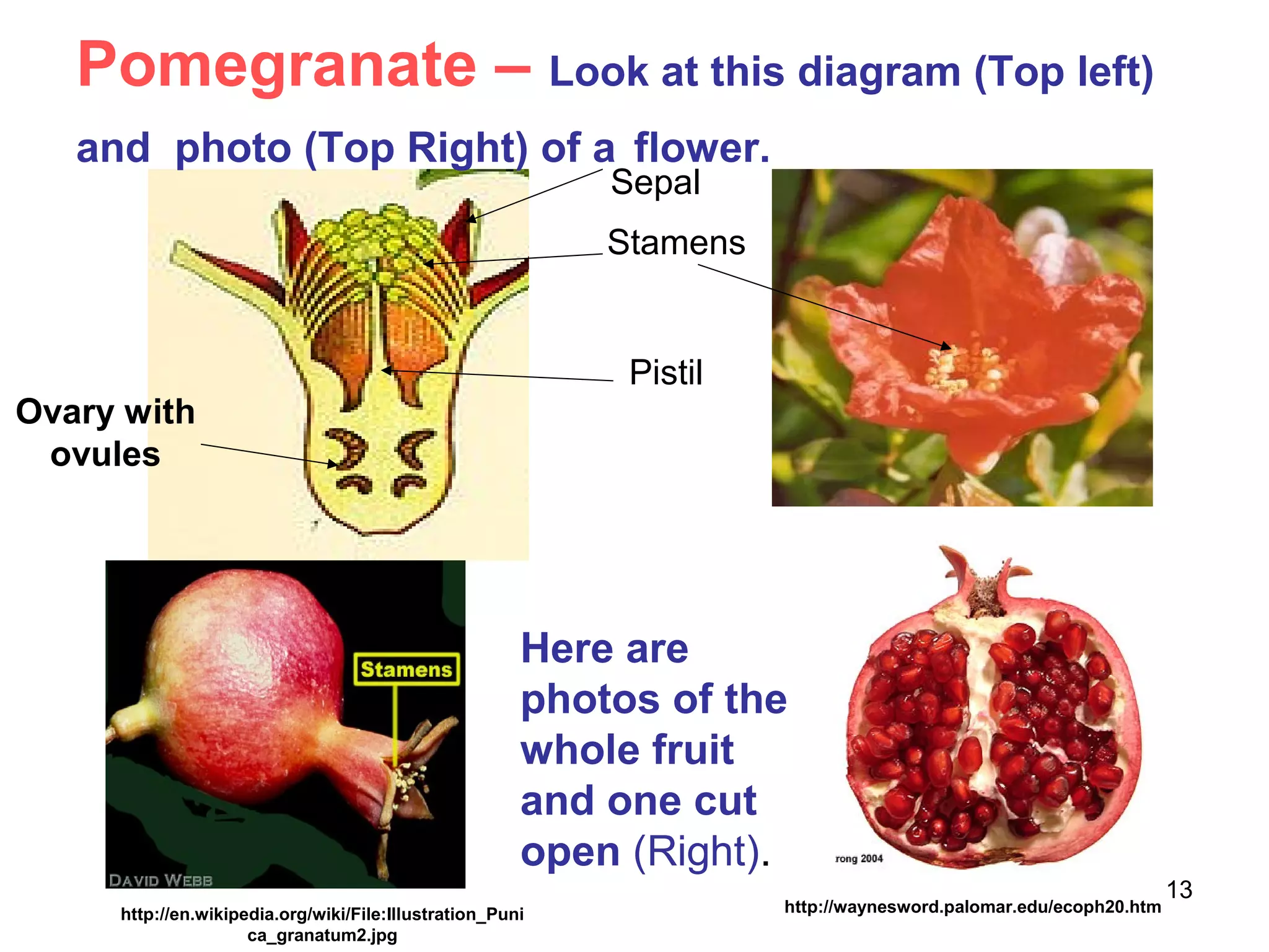 Biology M4 Flowers to fruits and seeds | PPT