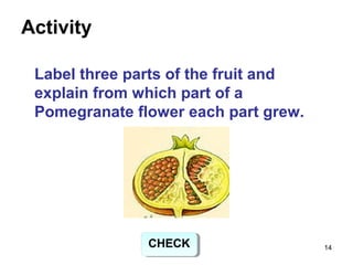Biology M4 Flowers to fruits and seeds | PPT