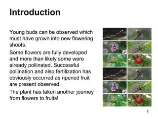 Fruit And Seed Formation In Plants