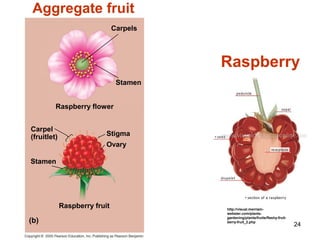 Raspberry Fruit Diagram