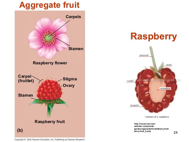 Biology M4 Flowers to fruits and seeds