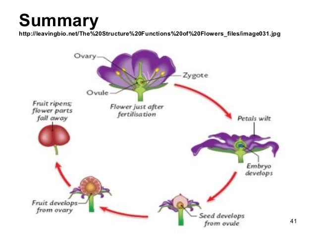 Biology M4 Flowers to fruits and seeds