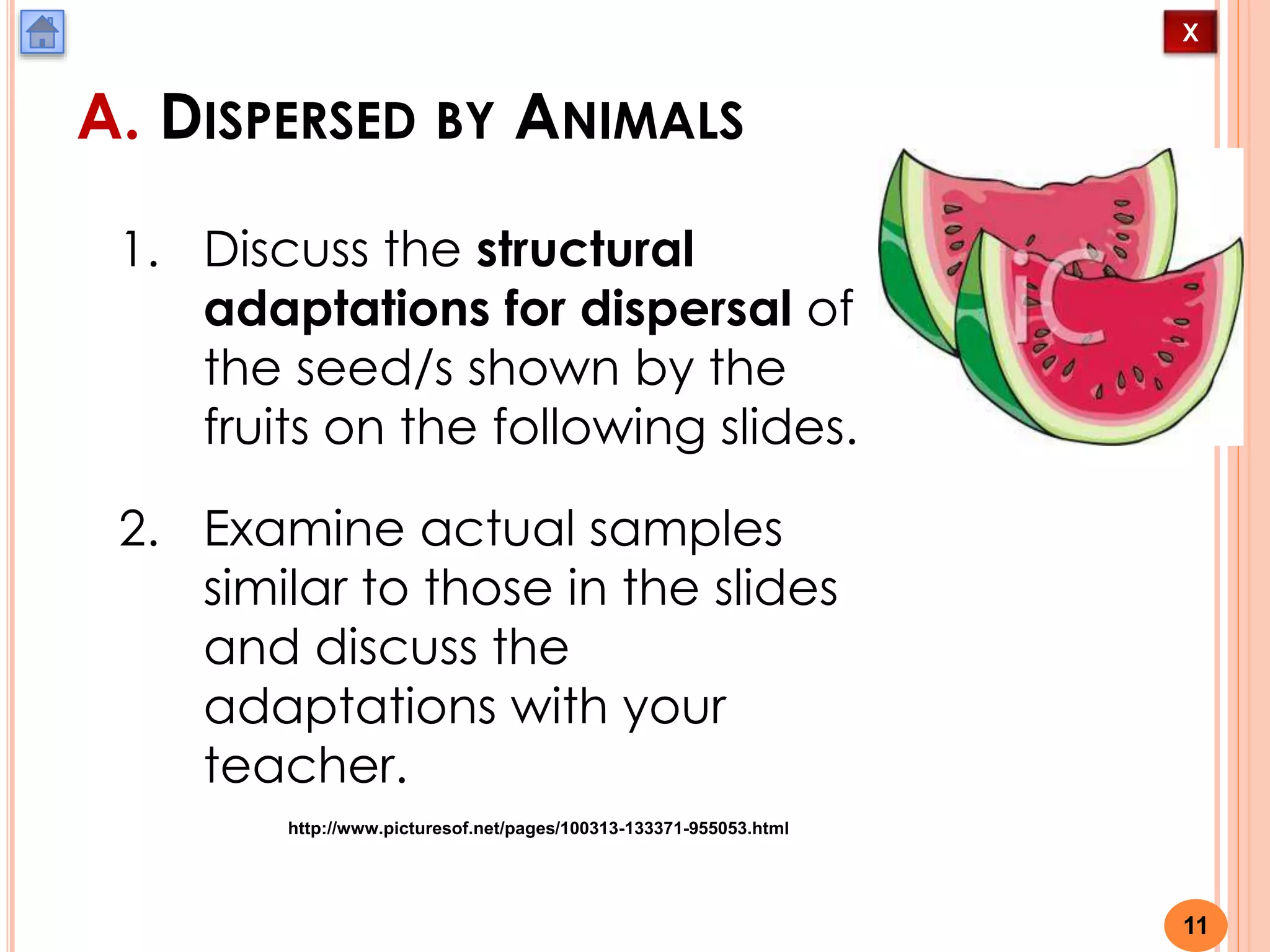 Biology M4 Fruit and Seed Dispersal | PPTX