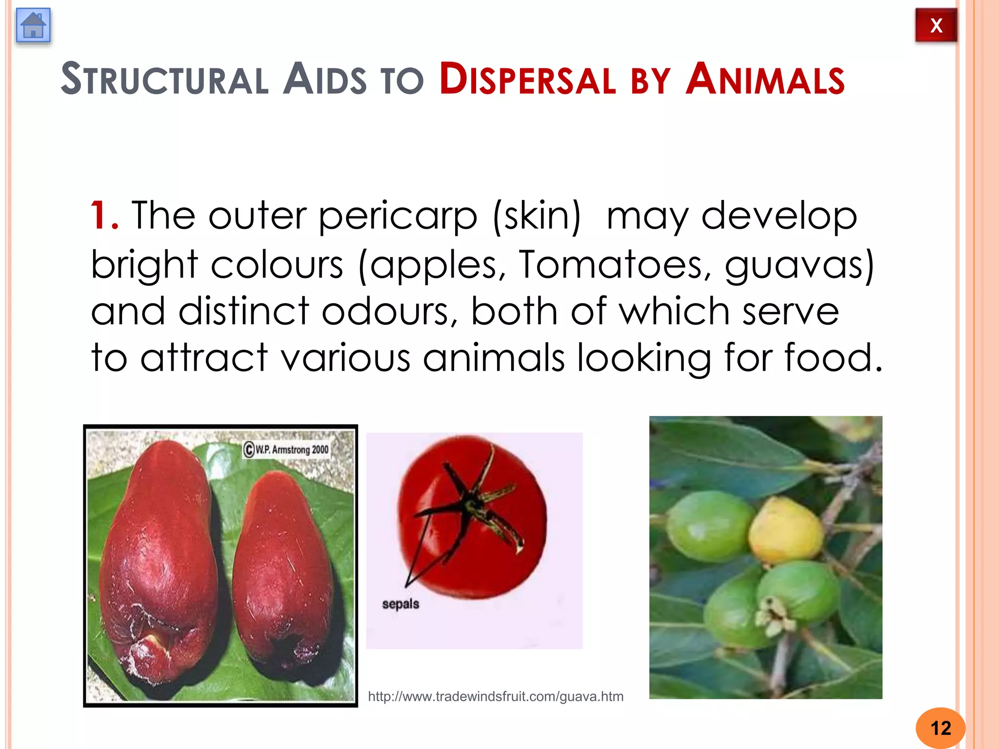 Biology M4 Fruit and Seed Dispersal | PPTX