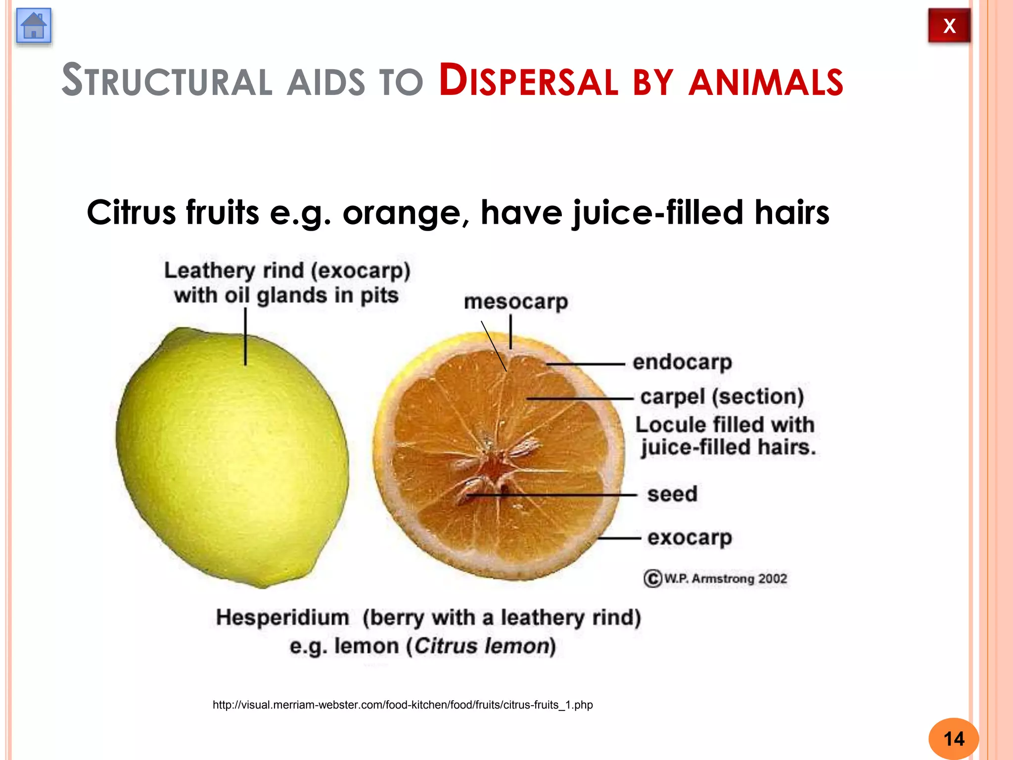 Biology M4 Fruit and Seed Dispersal | PPTX