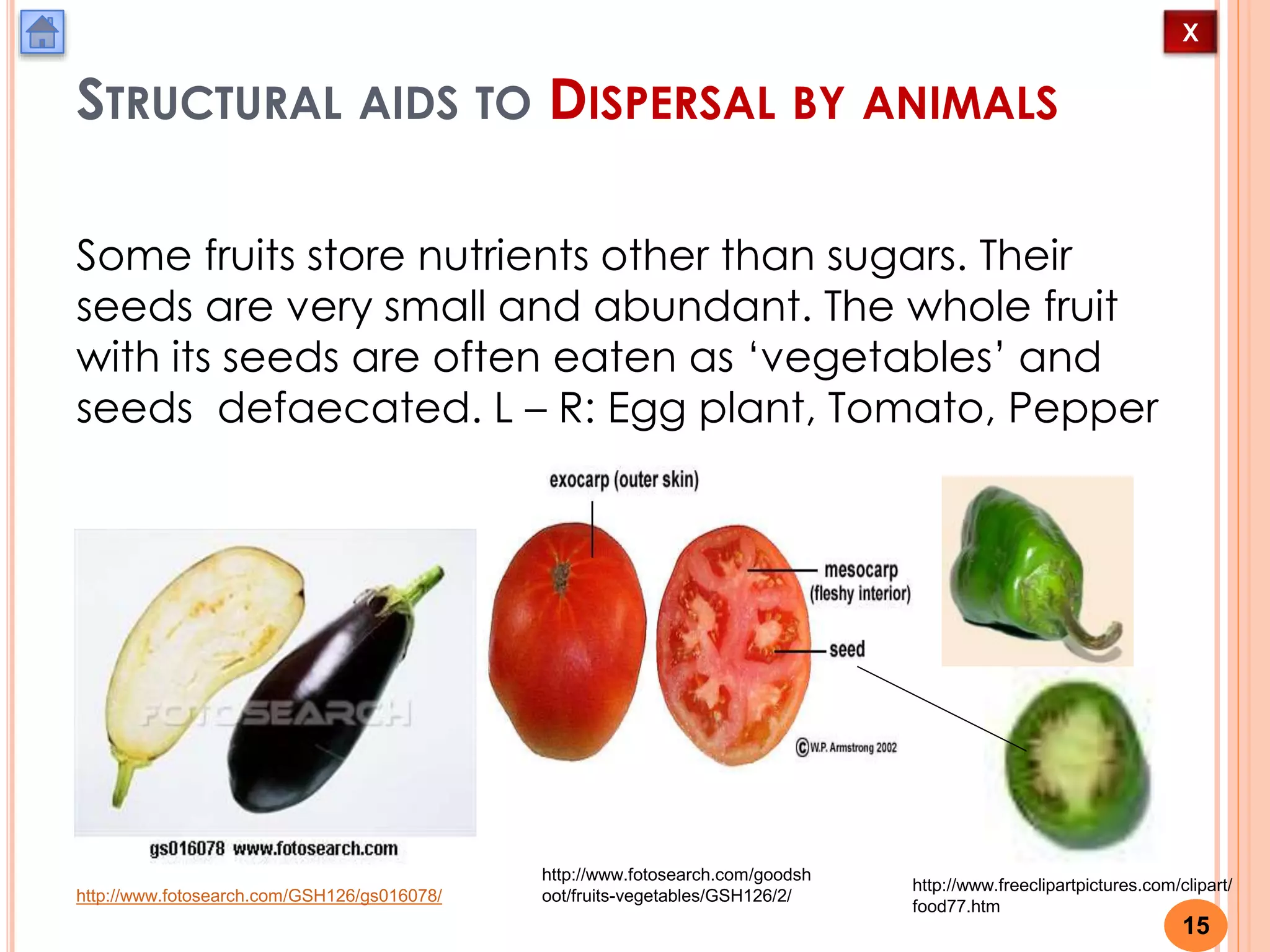 Biology M4 Fruit and Seed Dispersal | PPTX