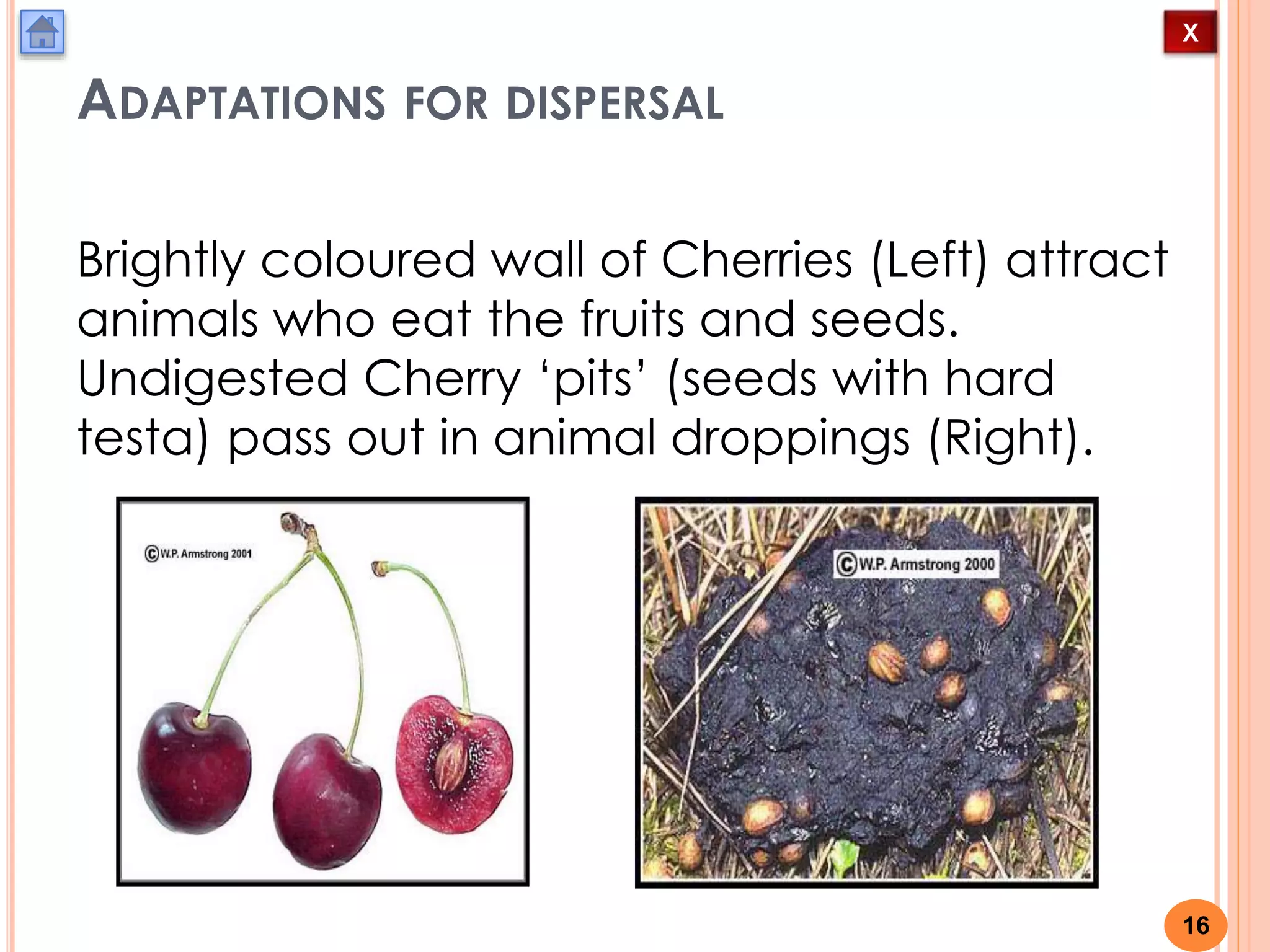 Biology M4 Fruit and Seed Dispersal | PPTX