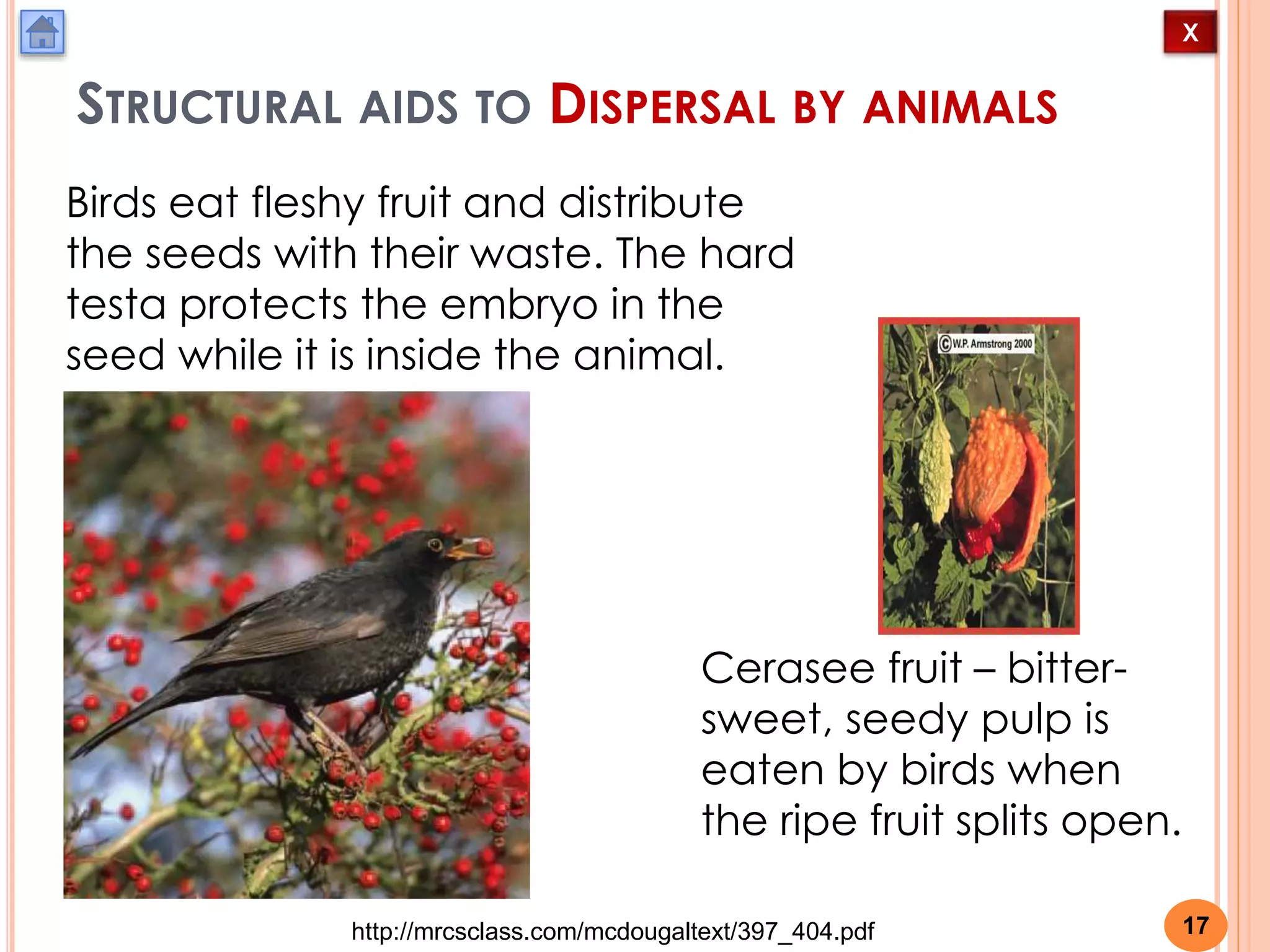 Biology M4 Fruit and Seed Dispersal | PPT