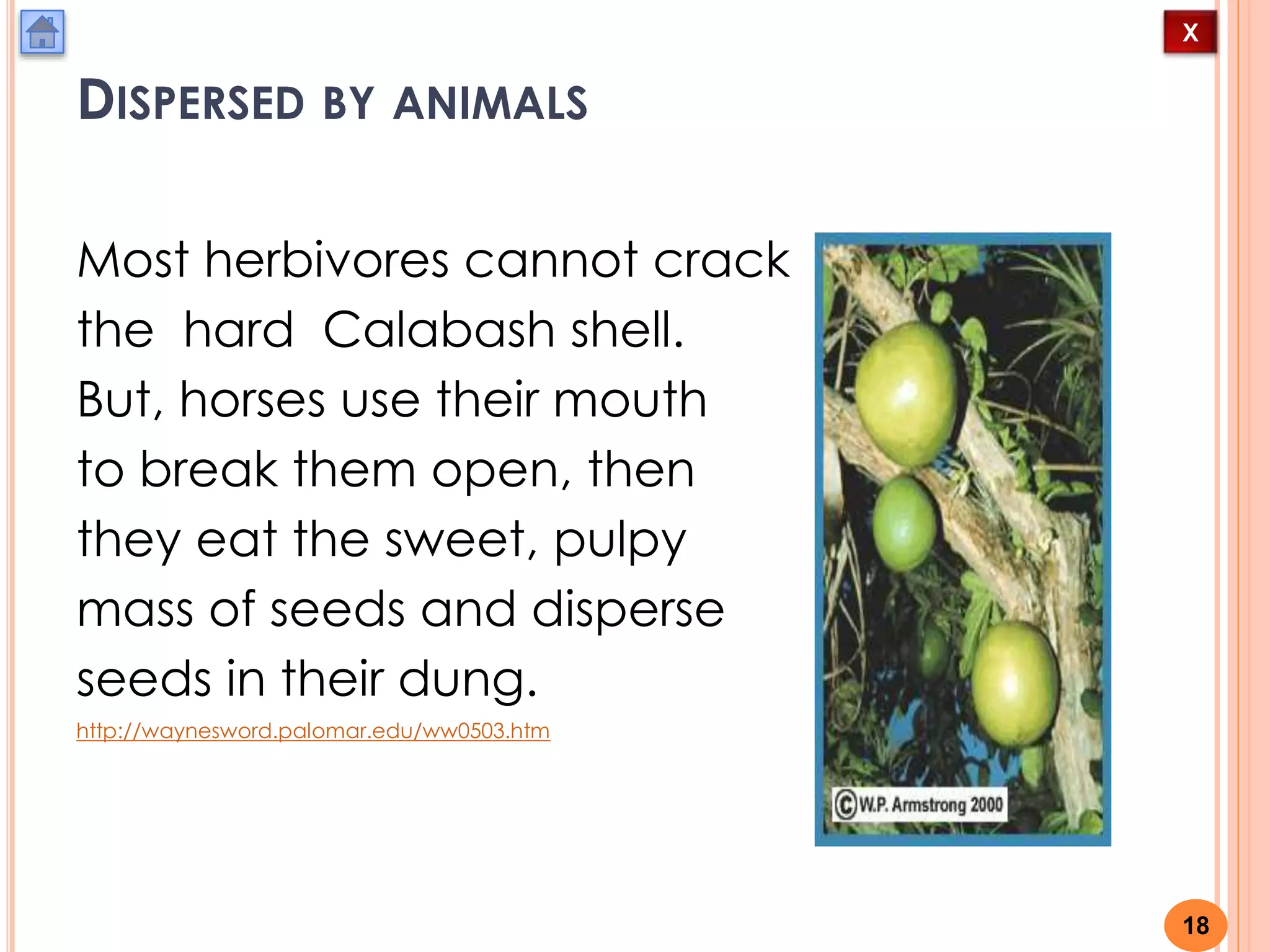 Biology M4 Fruit and Seed Dispersal | PPTX