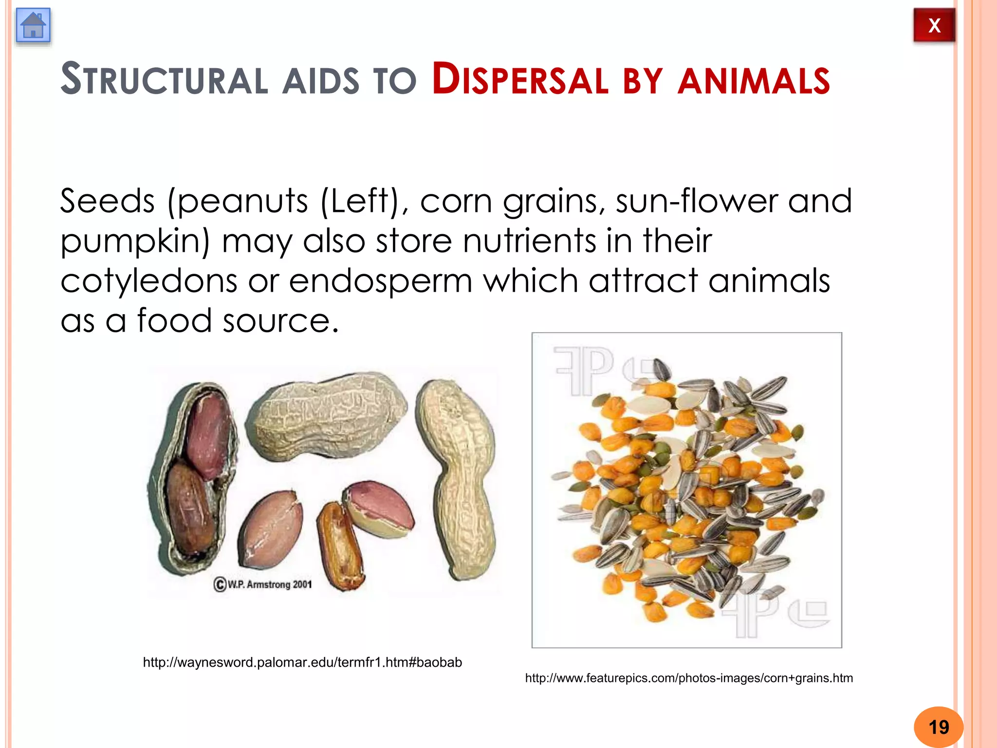 Biology M4 Fruit and Seed Dispersal | PPTX
