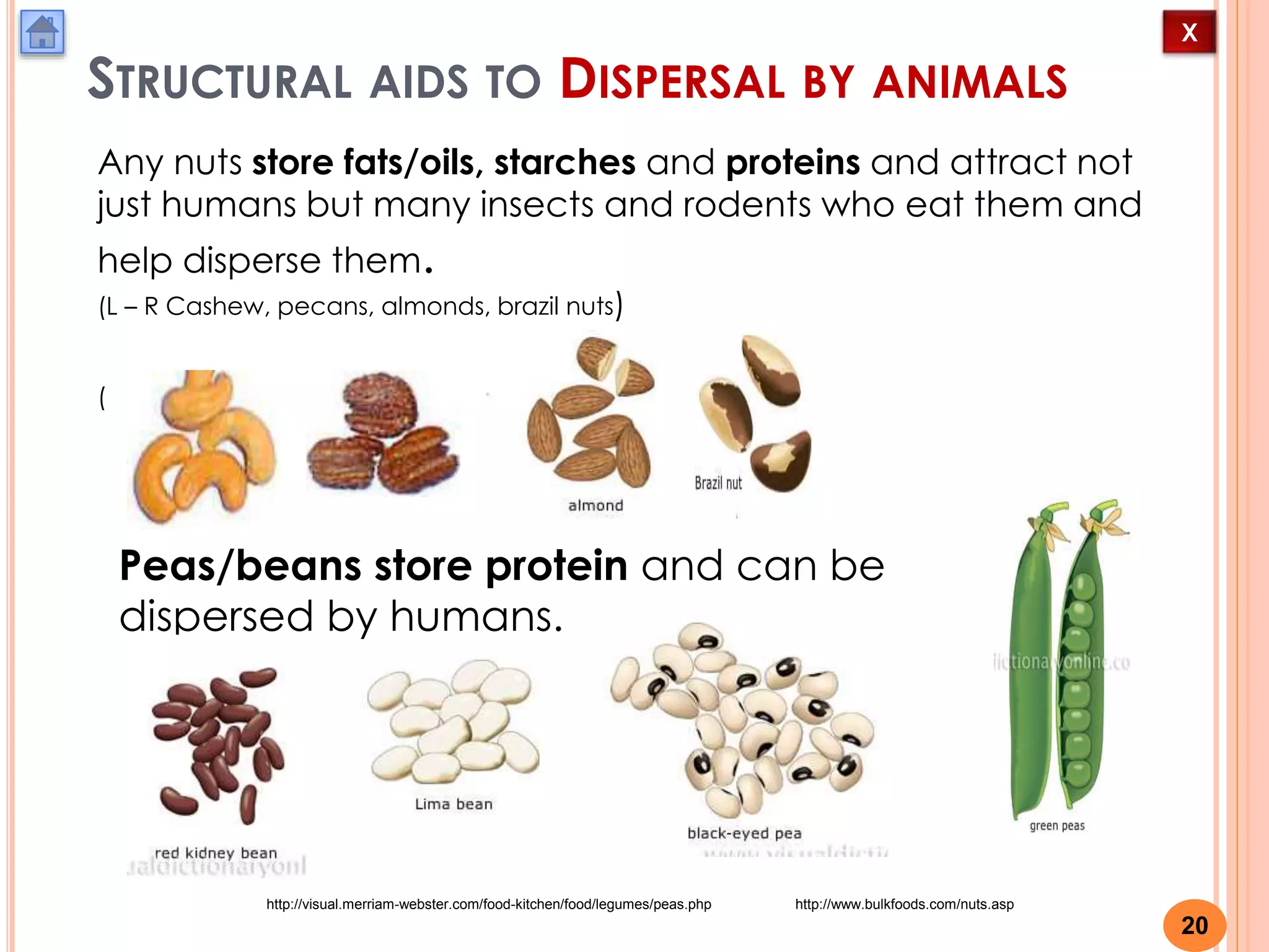 Biology M4 Fruit and Seed Dispersal | PPTX