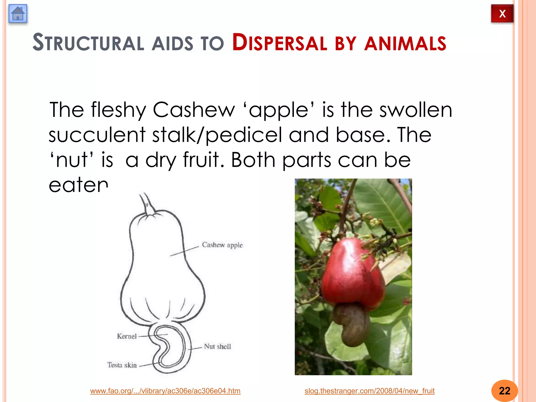 Biology M4 Fruit and Seed Dispersal | PPTX