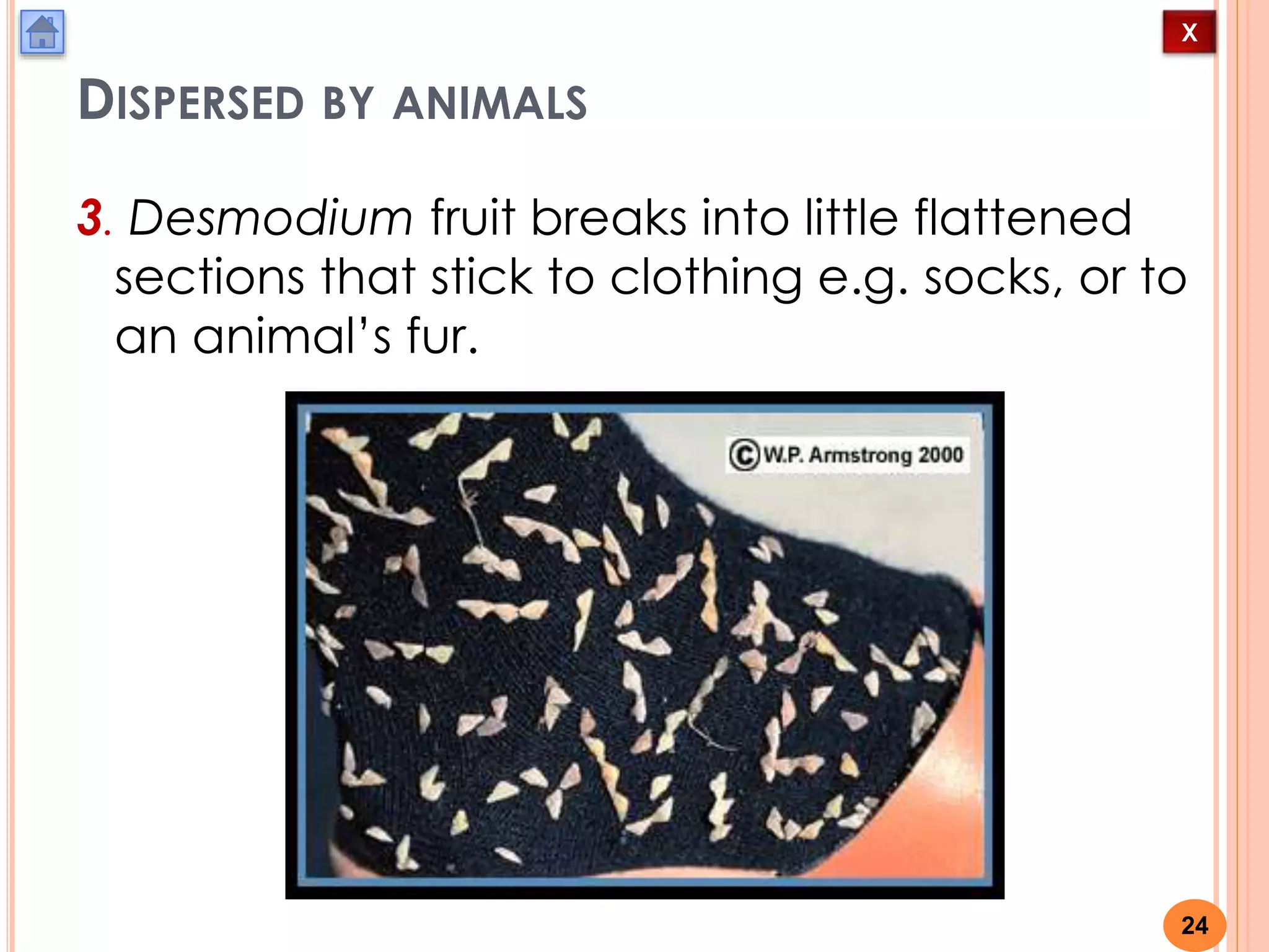 Biology M4 Fruit and Seed Dispersal | PPTX