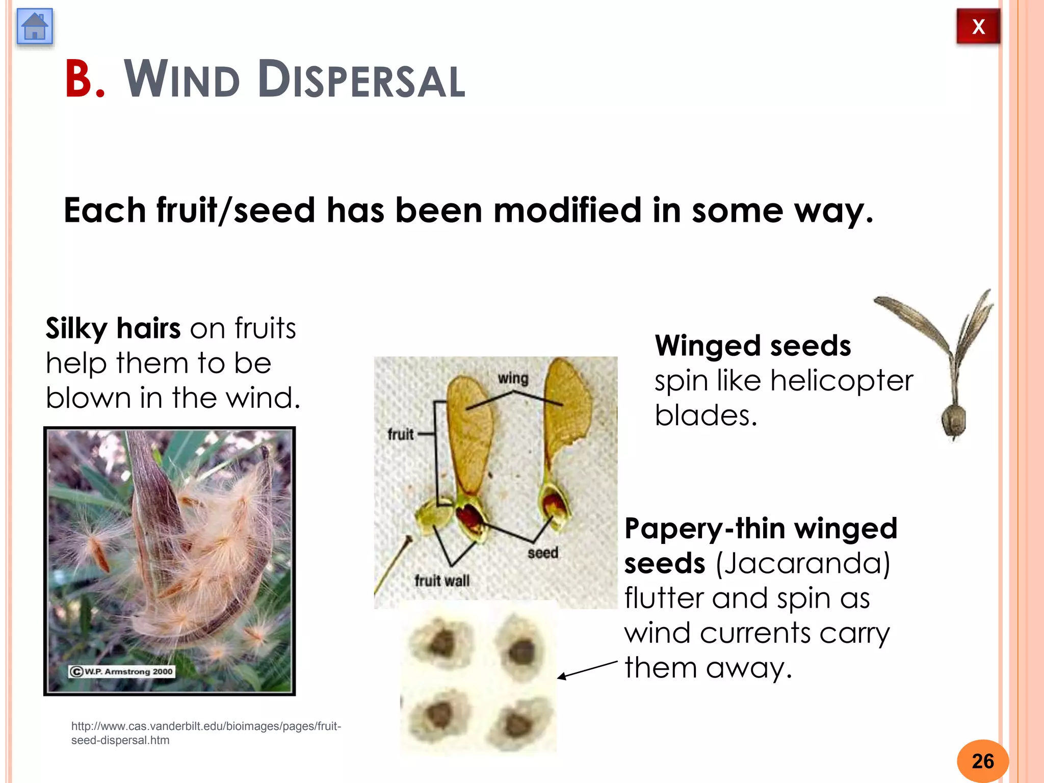 Biology M4 Fruit and Seed Dispersal | PPTX