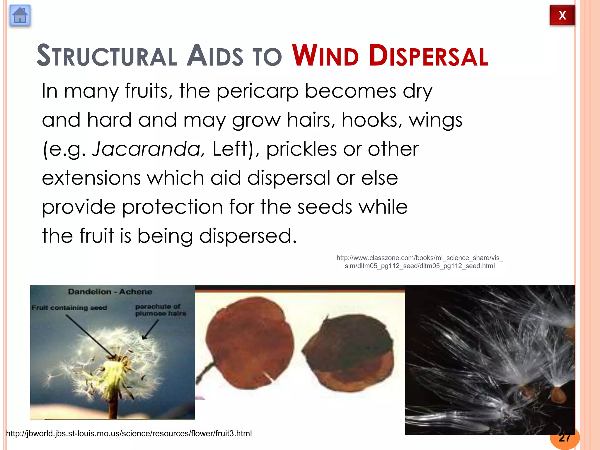 Biology M4 Fruit and Seed Dispersal | PPT