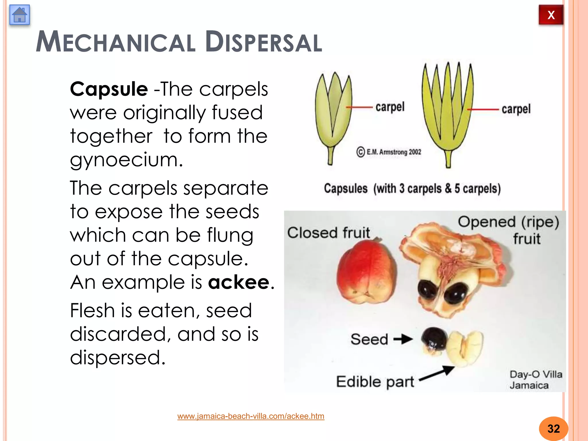 Biology M4 Fruit and Seed Dispersal | PPTX