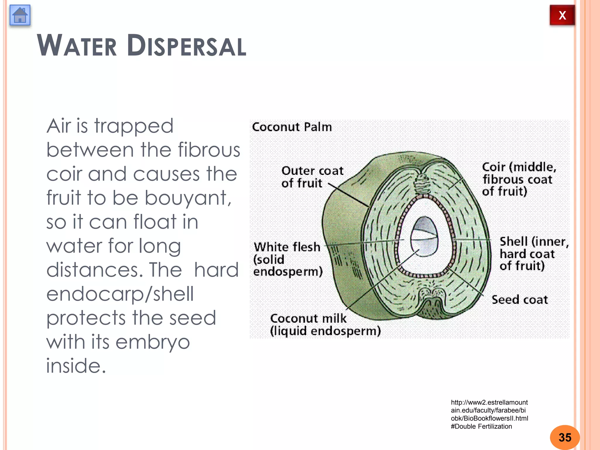 Biology M4 Fruit and Seed Dispersal | PPTX