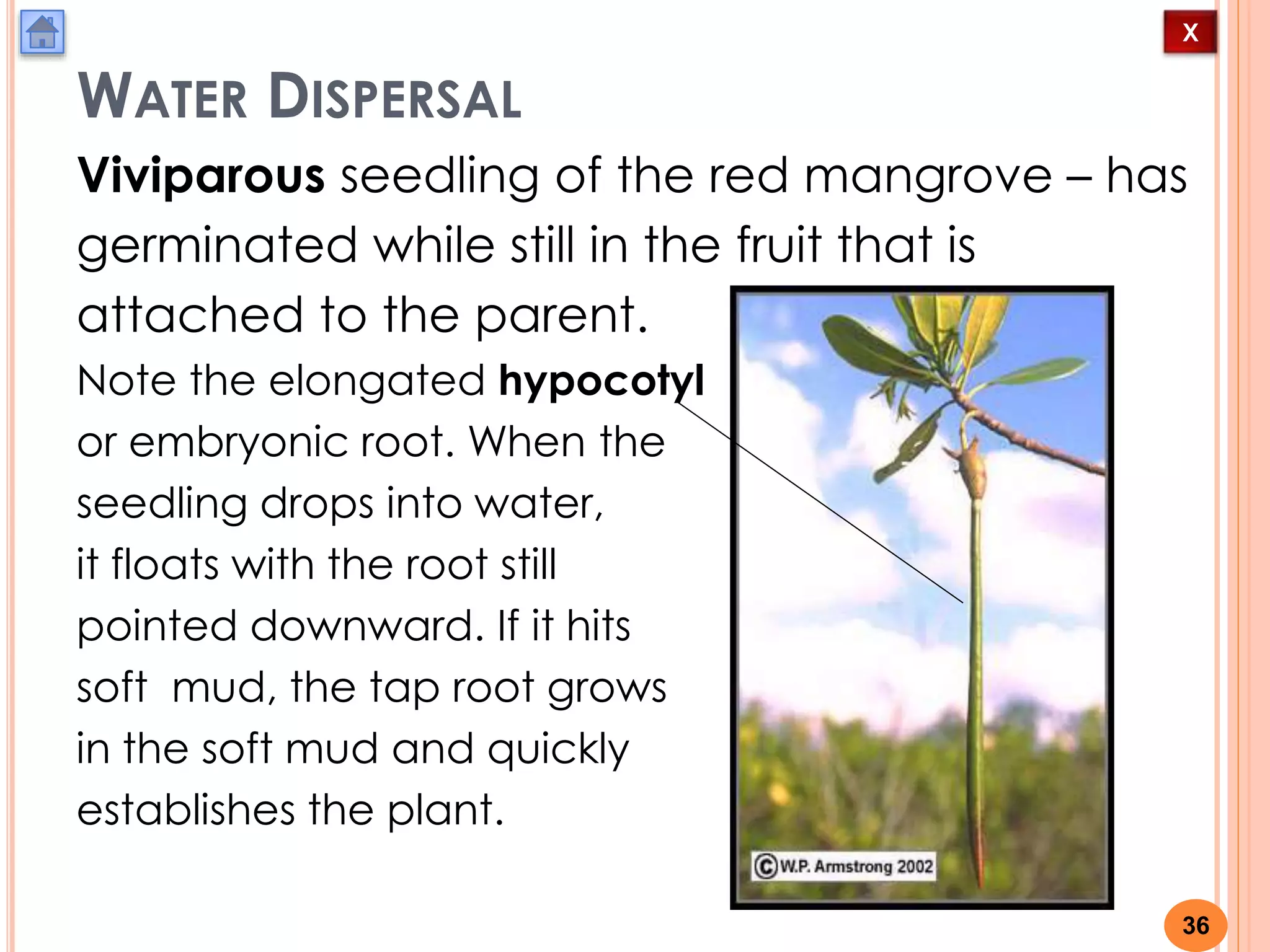 Biology M4 Fruit and Seed Dispersal | PPTX