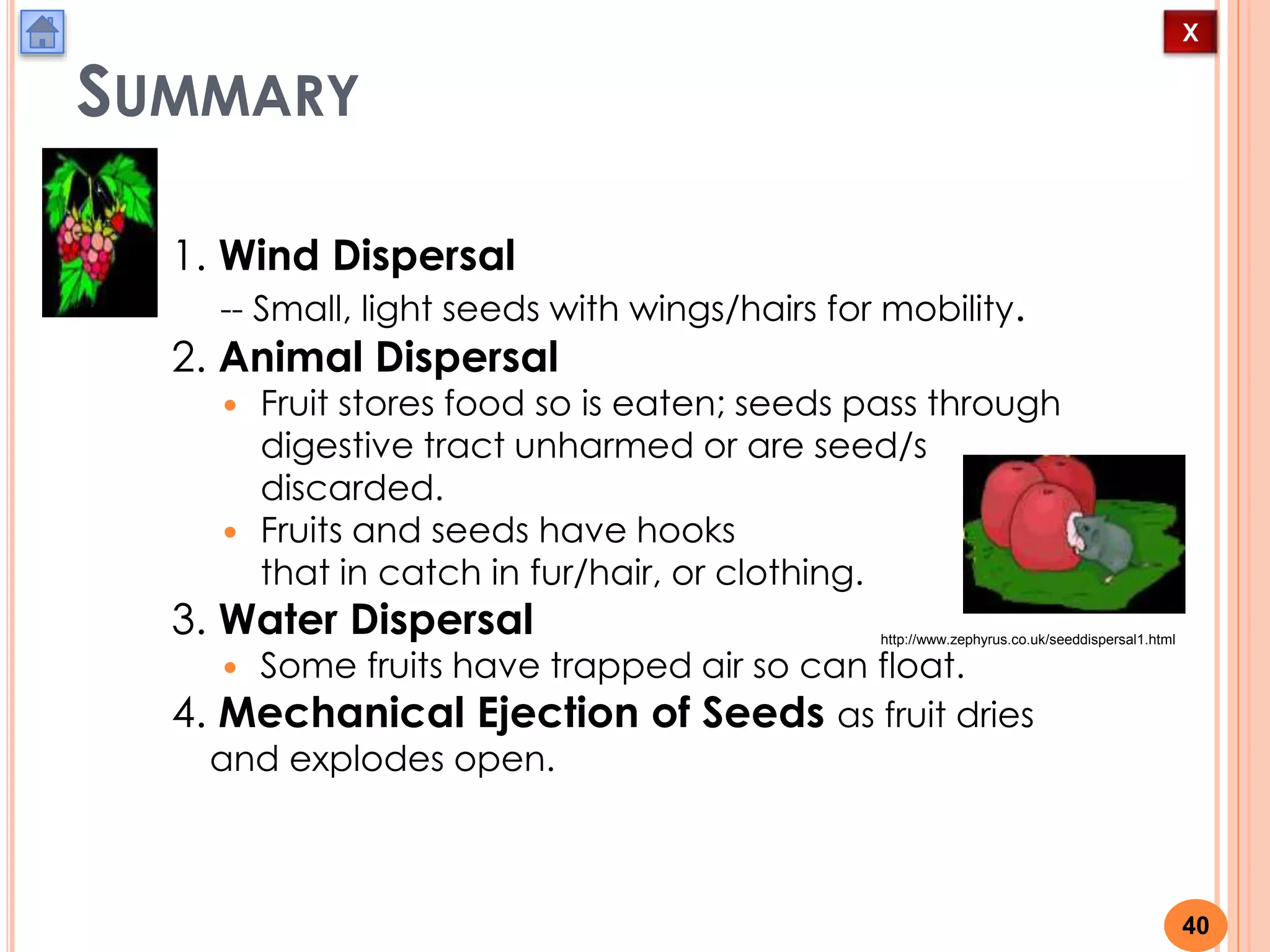 Biology M4 Fruit and Seed Dispersal | PPTX