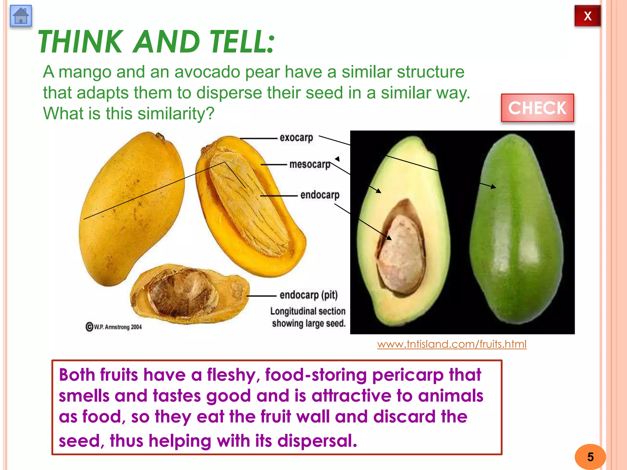 Biology M4 Fruit and Seed Dispersal | PPTX