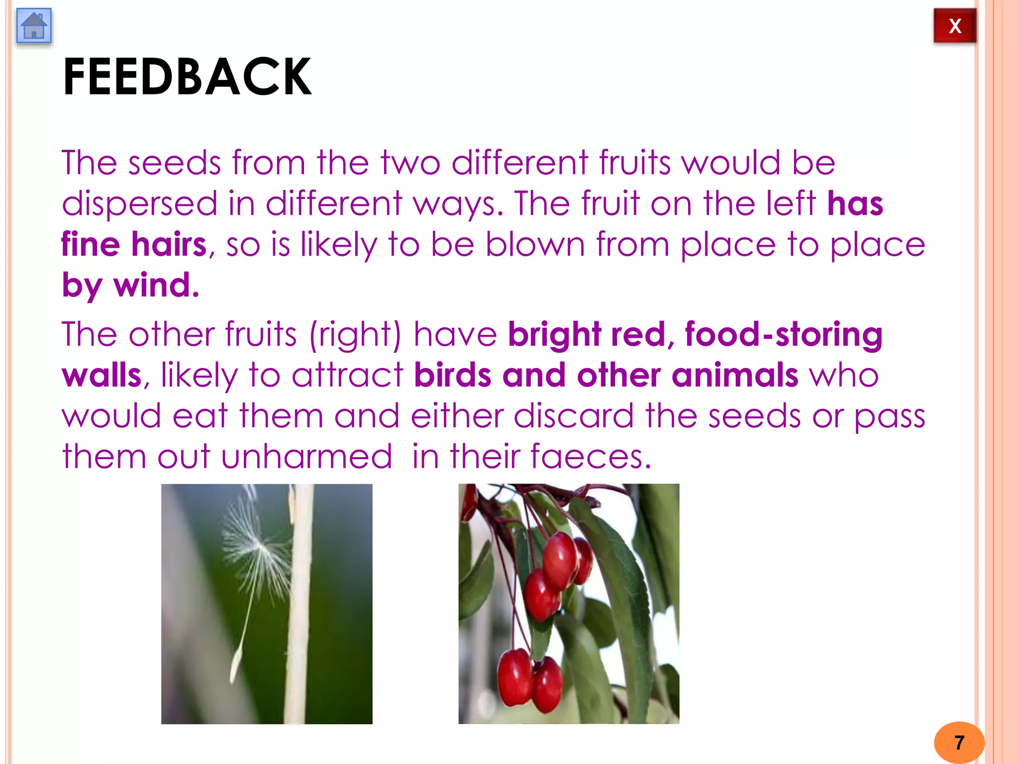 Biology M4 Fruit and Seed Dispersal | PPT