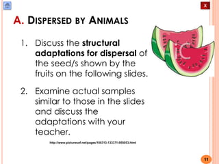 Biology M4 Fruit and Seed Dispersal | PPTX