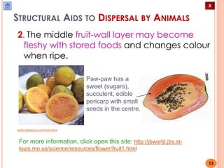 Biology M4 Fruit and Seed Dispersal | PPTX