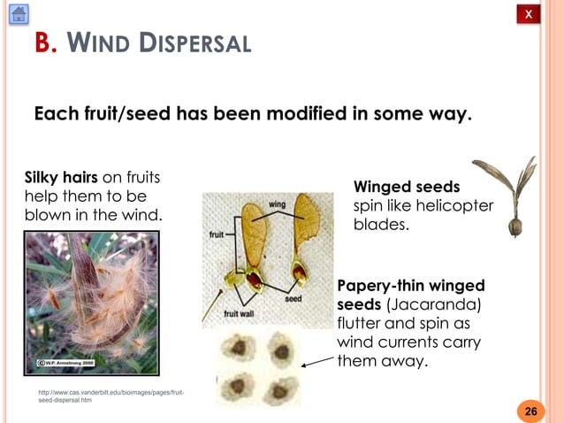 Biology M4 Fruit and Seed Dispersal | PPT