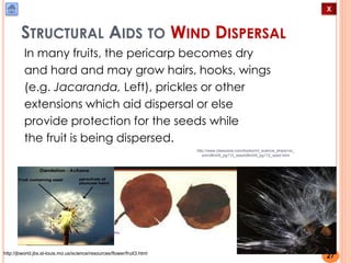 Biology M4 Fruit and Seed Dispersal | PPTX
