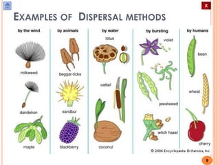 Biology M4 Fruit and Seed Dispersal | PPTX