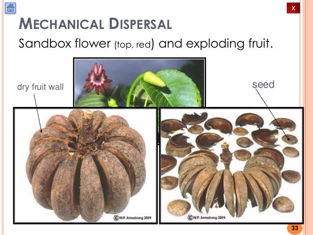 Biology M4 Fruit and Seed Dispersal
