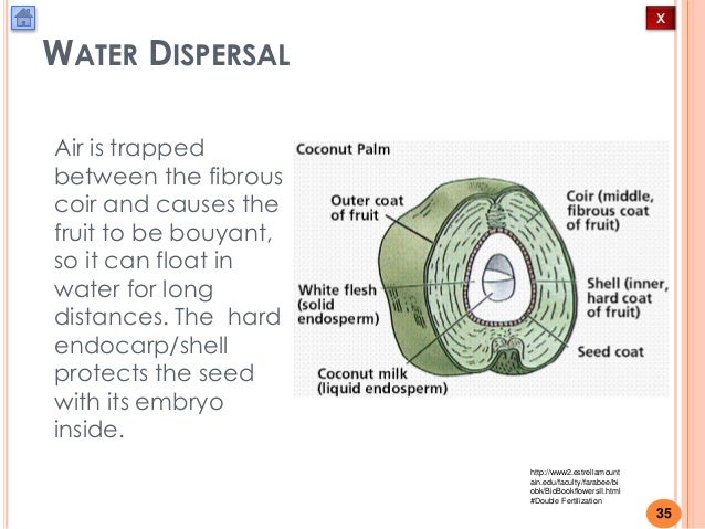 Biology M4 Fruit and Seed Dispersal