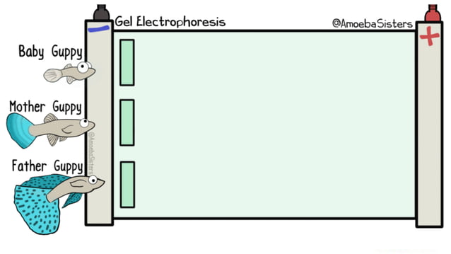 biology module 2 and 5notes 4th semester 2nd year VTU notes | PDF ...