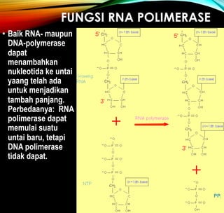 Biomol 6. transkripsi 1, from dna to rna | PPT