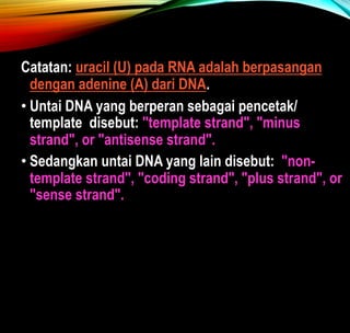 Biomol 6. transkripsi 1, from dna to rna | PPT