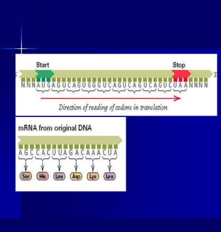 Biomol 7. translasi | PPT