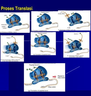 Biomol 7. translasi | PPT