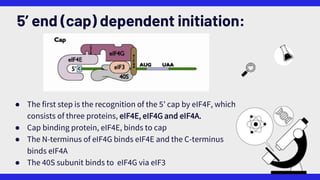 Biomol-Translation Eukaryote.pptx