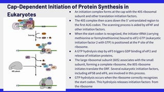Biomol-Translation Eukaryote.pptx