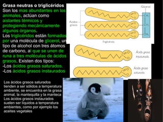 Biomoléculas lipidos | ODP