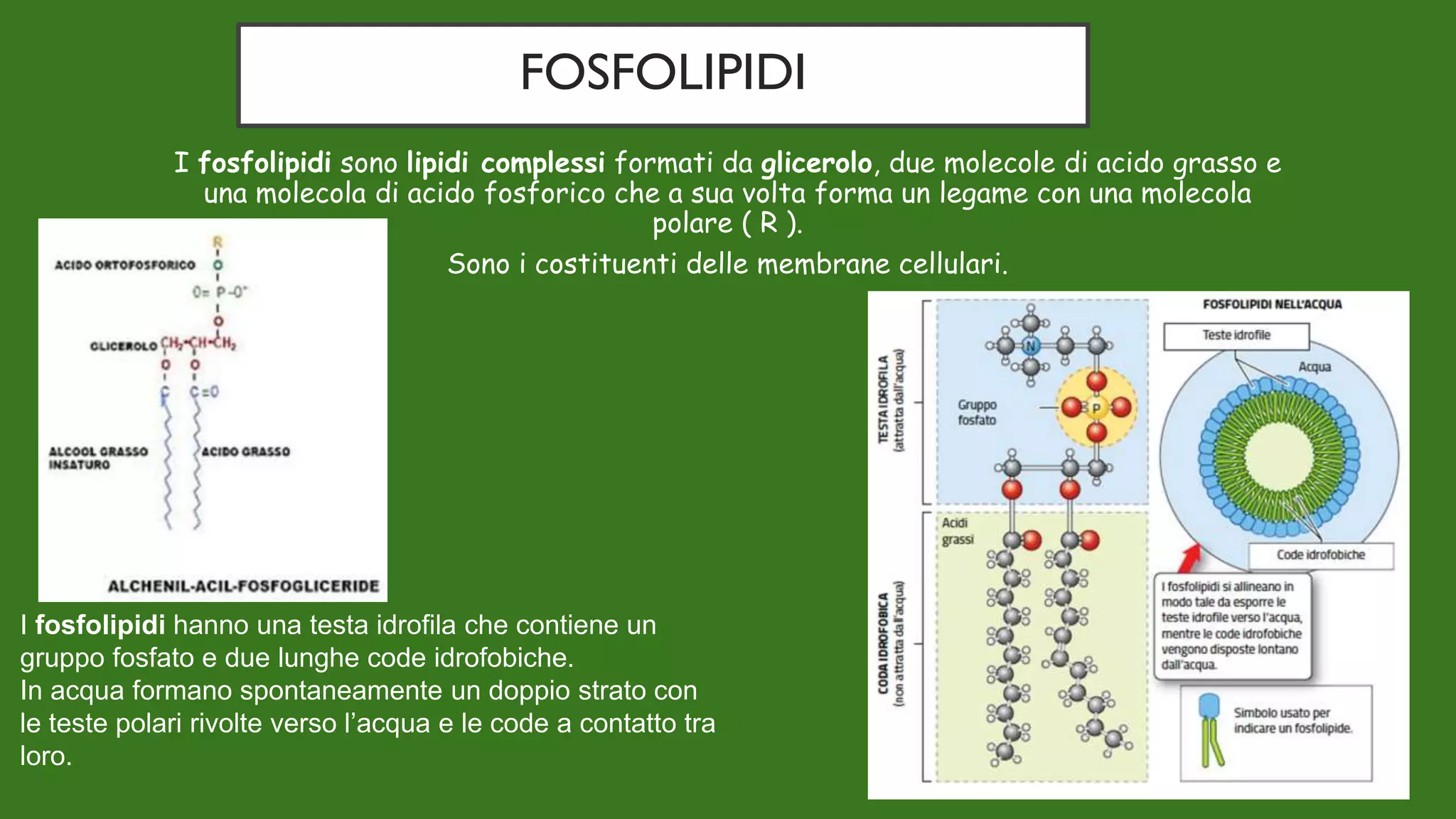 Biomolecole | PPTX