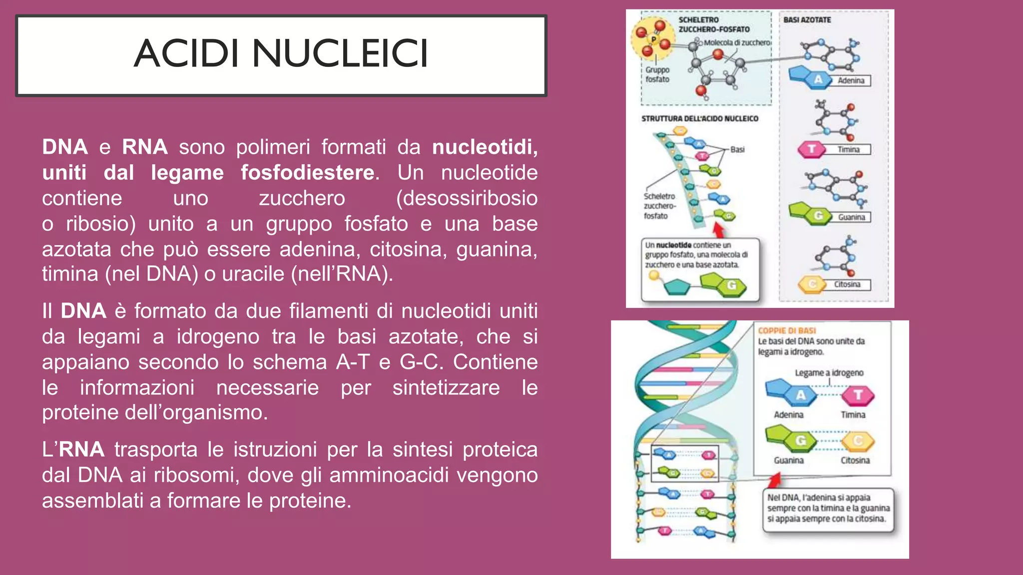 Biomolecole | PPTX