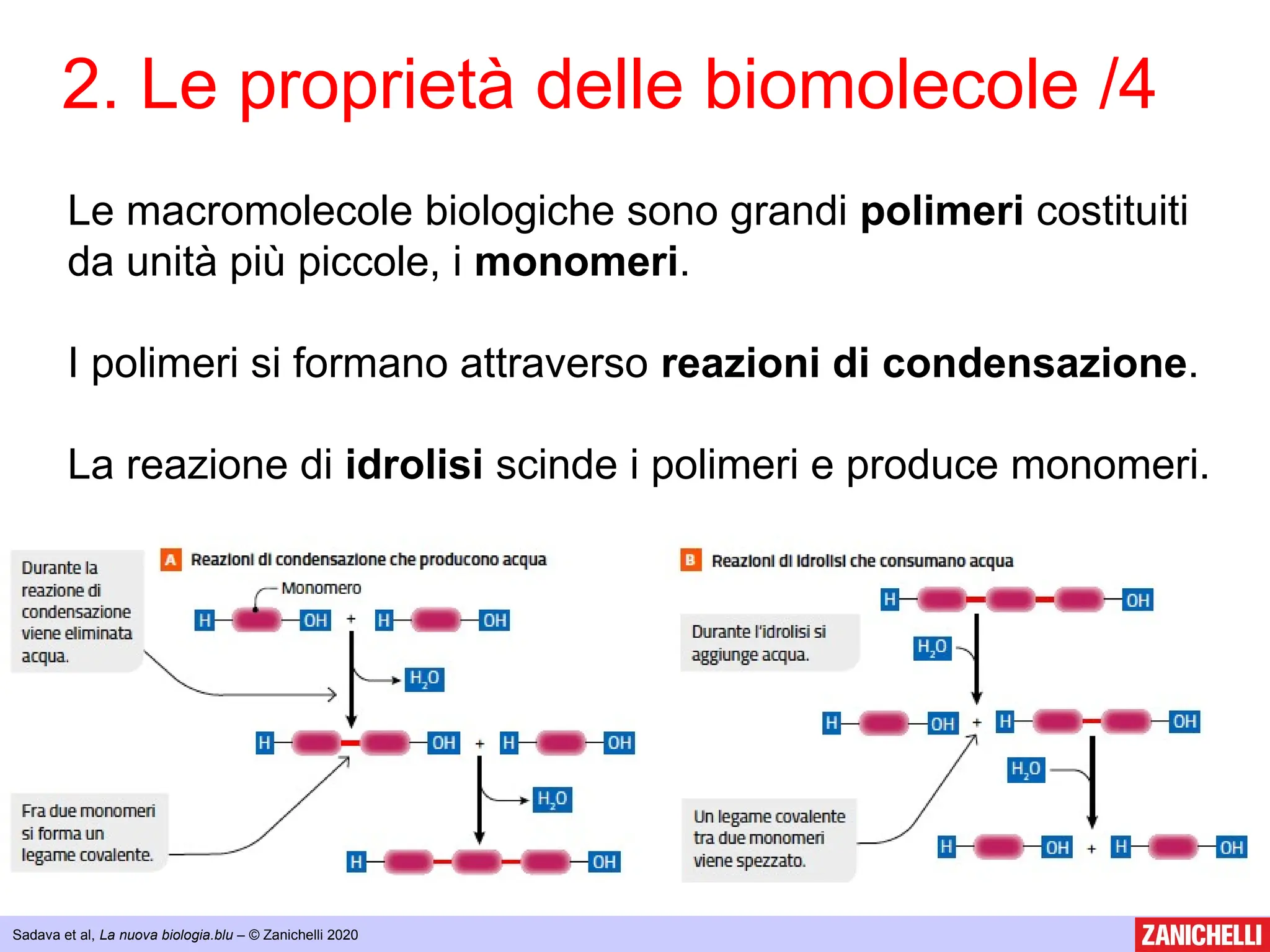 BIOMOLECOLE - PARTE PRIMA approfondimento sulle molecole organiche | PPT
