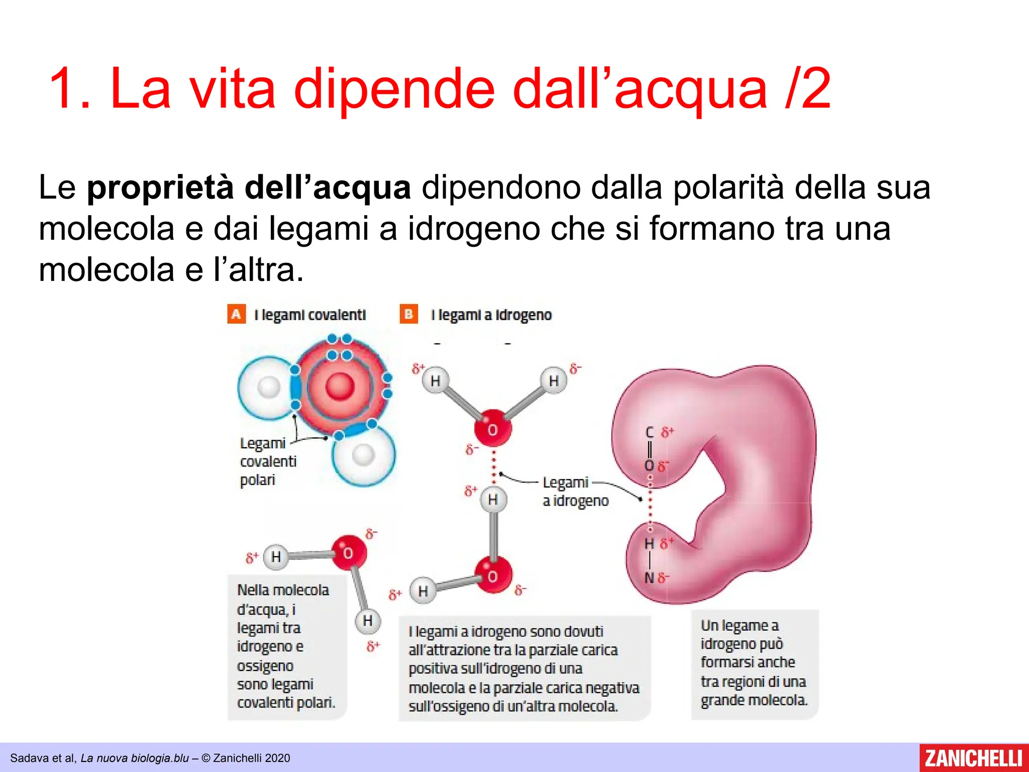 BIOMOLECOLE - PARTE PRIMA approfondimento sulle molecole organiche | PPT
