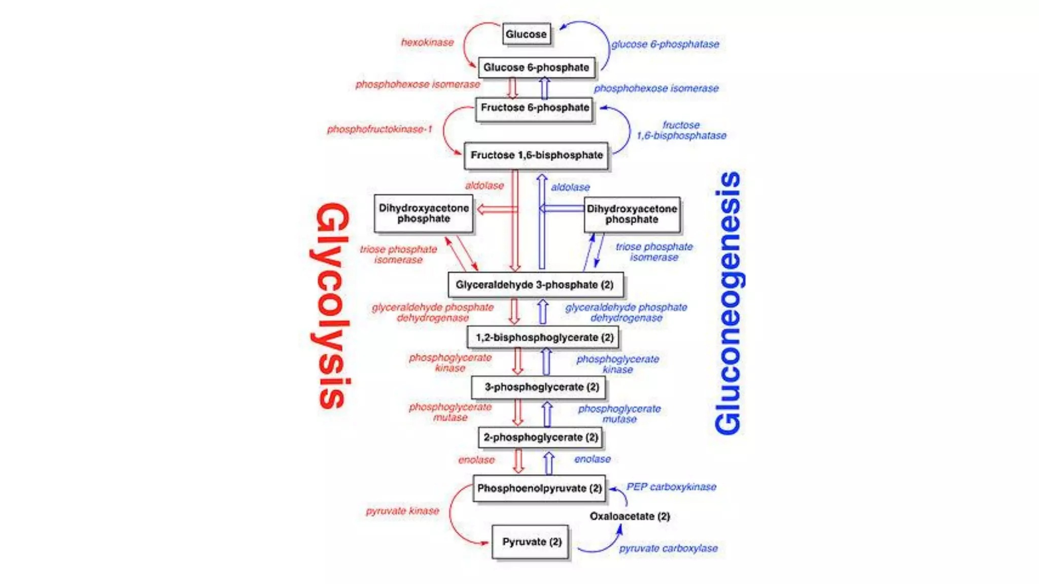 Biomolecular metabolism- Gluconeogenesis | PDF