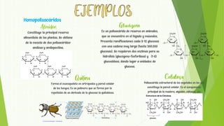 Biomoleculas | PDF